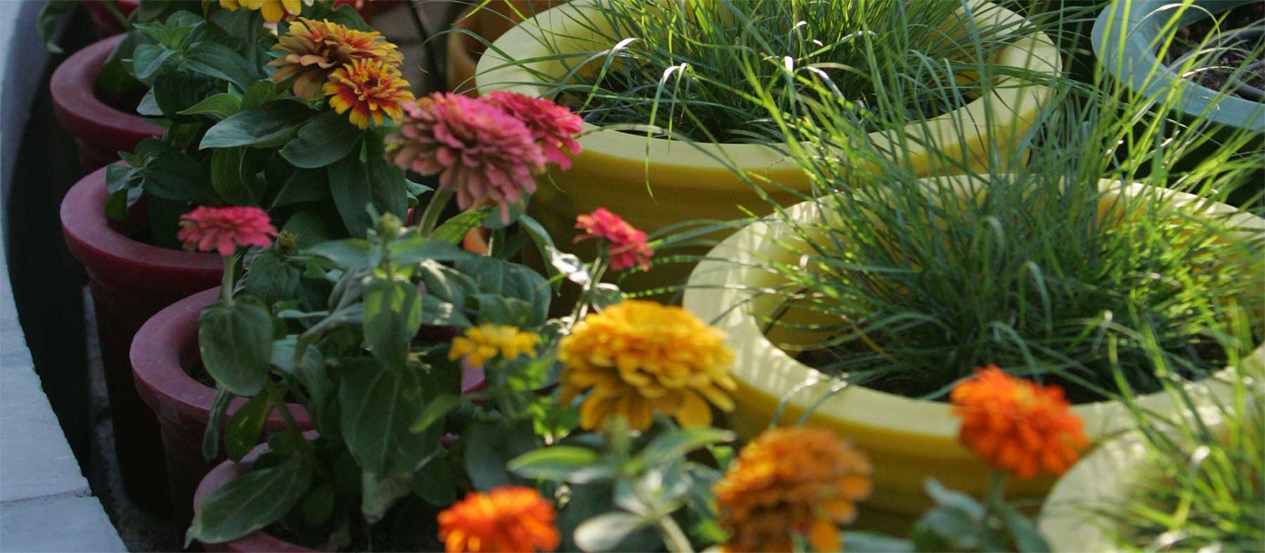 Master Gardener Class: Container Gardening