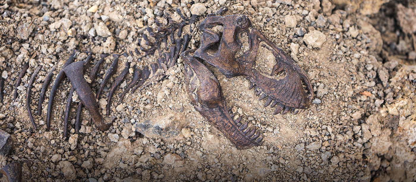 Conservation for Kids: Fossils