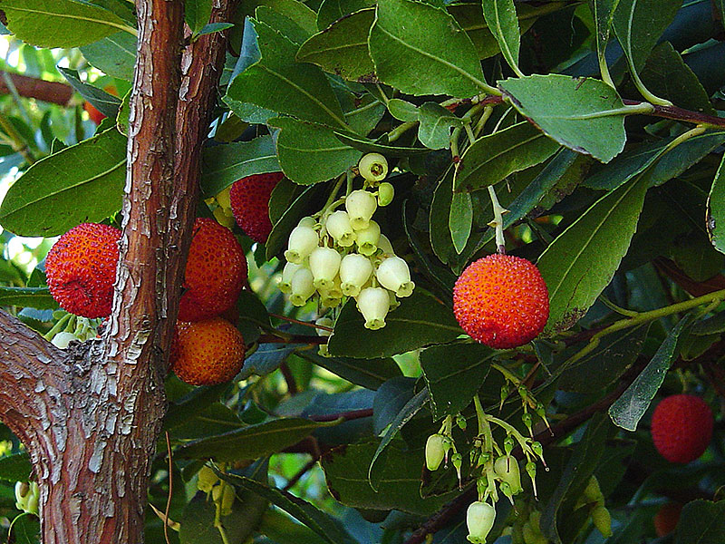 Arbutus unedo - Alchetron, The Free Social Encyclopedia